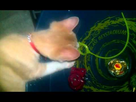 Beyblade Cat - YouTube