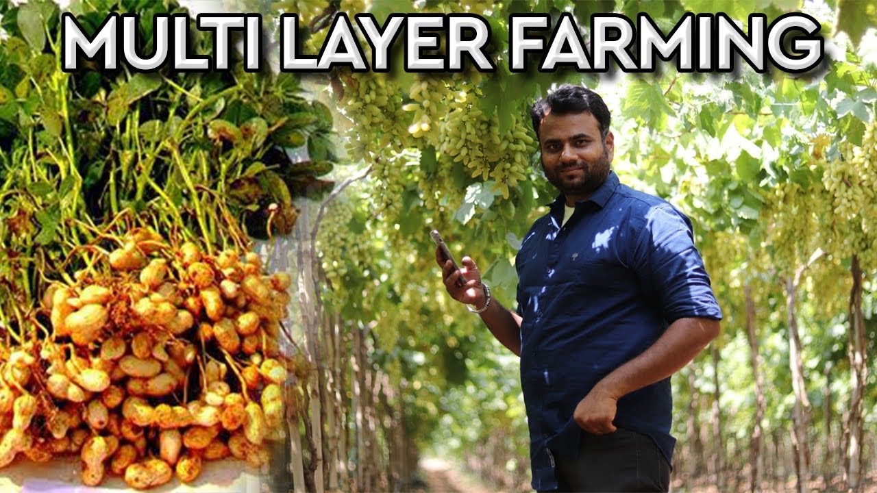 What is multi layer farming? || this will change india’s future ...