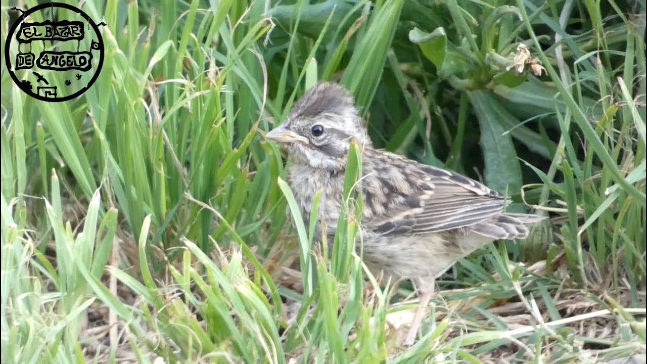 Chincol 15 (Zonotrichia capensis) Juvenil | Aves de Chile - YouTube