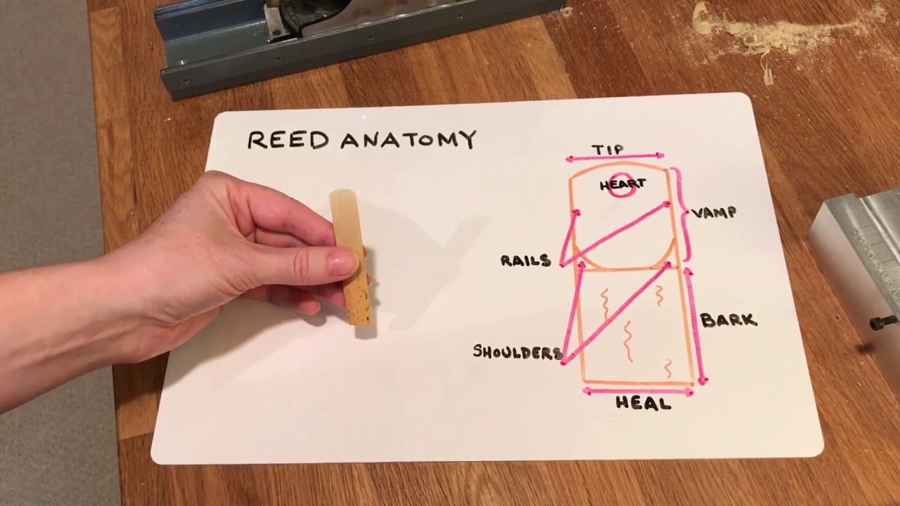 Reed Anatomy - YouTube