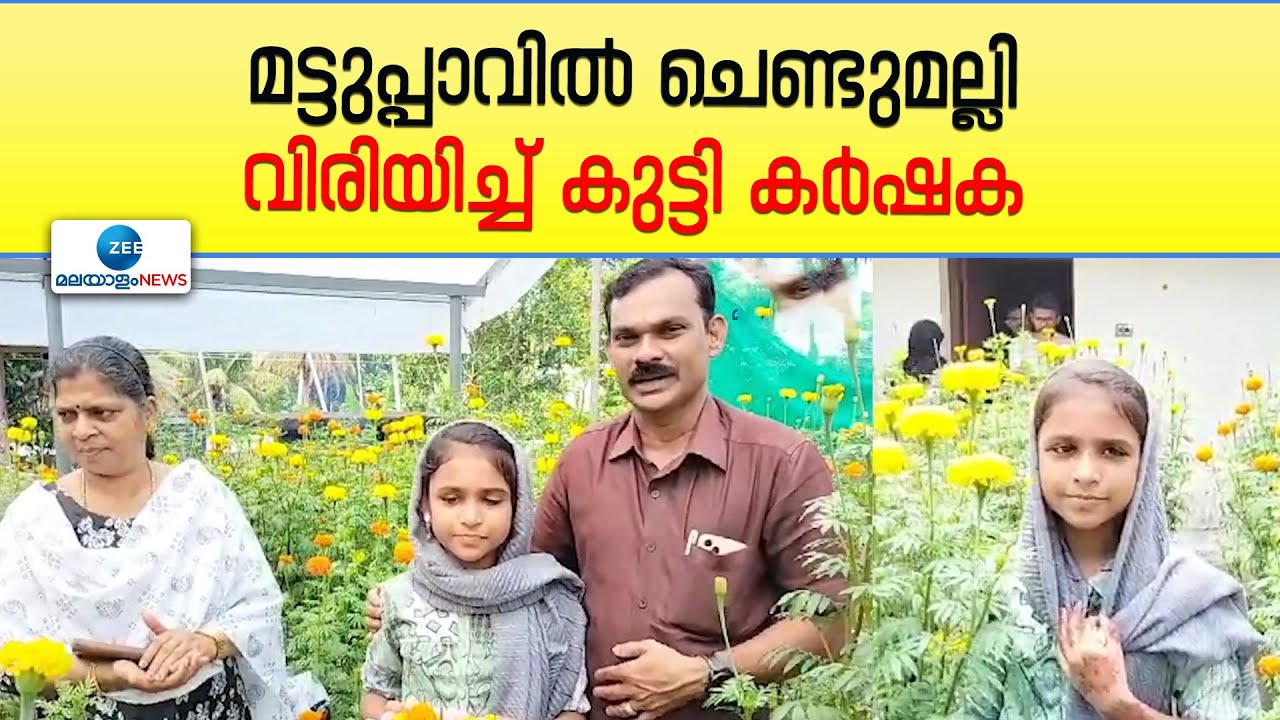 Chendumalli | ഓണത്തെ വരവേൽക്കാൻ മട്ടുപ്പാവിൽ ചെണ്ടുമല്ലി വിരിയിച്ച് ...