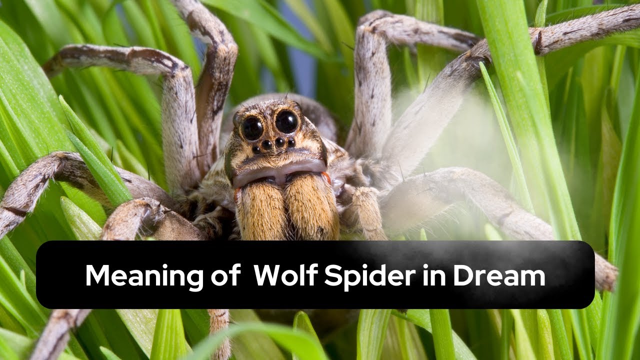 Spiritual Meaning of Wolf Spider 🕷️ | Wolf Spider Symbolism | Wolf ...