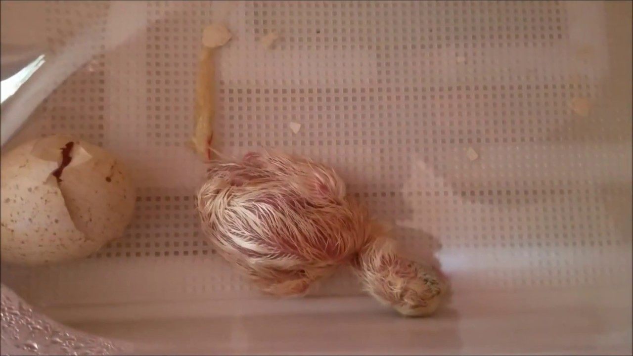 Royal Palm Turkey hatching Part 2 - YouTube