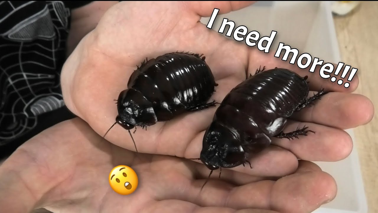 Giant Cockroach