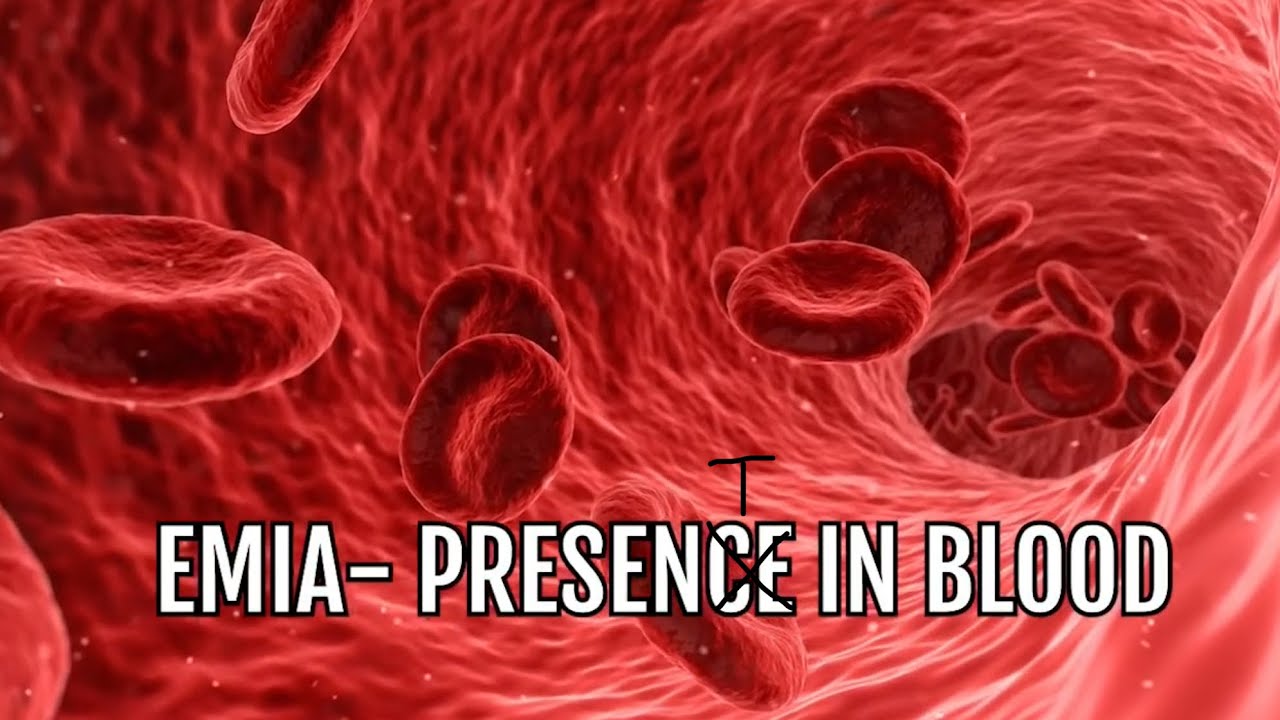 Emia meaning presence in blood but it dapz (reupload) - YouTube