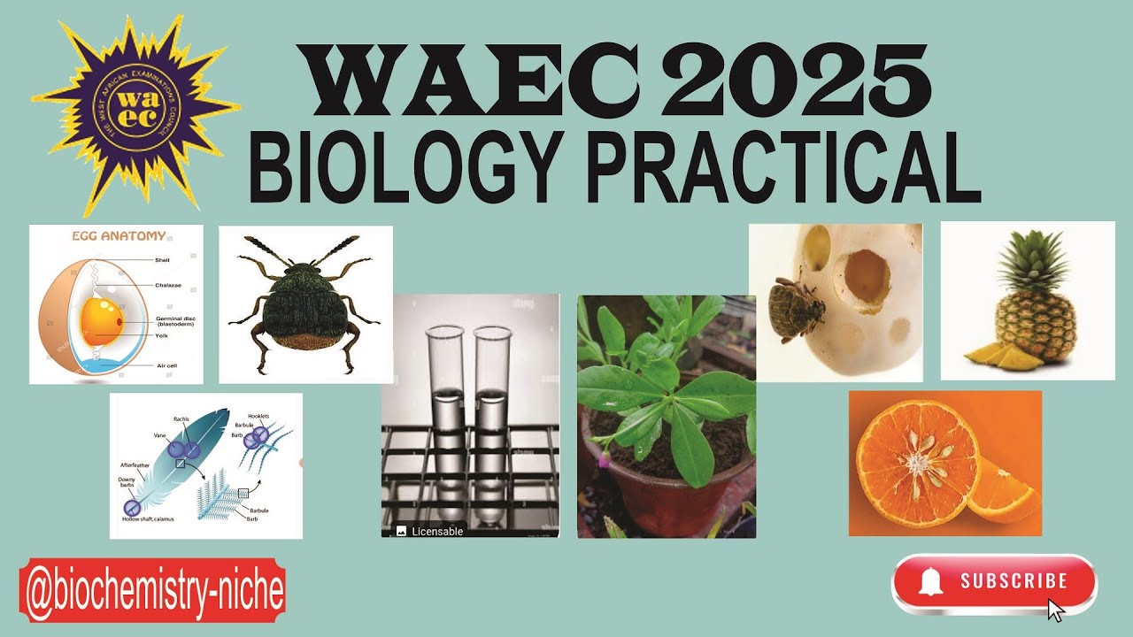 BIOLOGY PRACTICAL SPECIMEN ANALYSIS - WAEC 2025 - YouTube