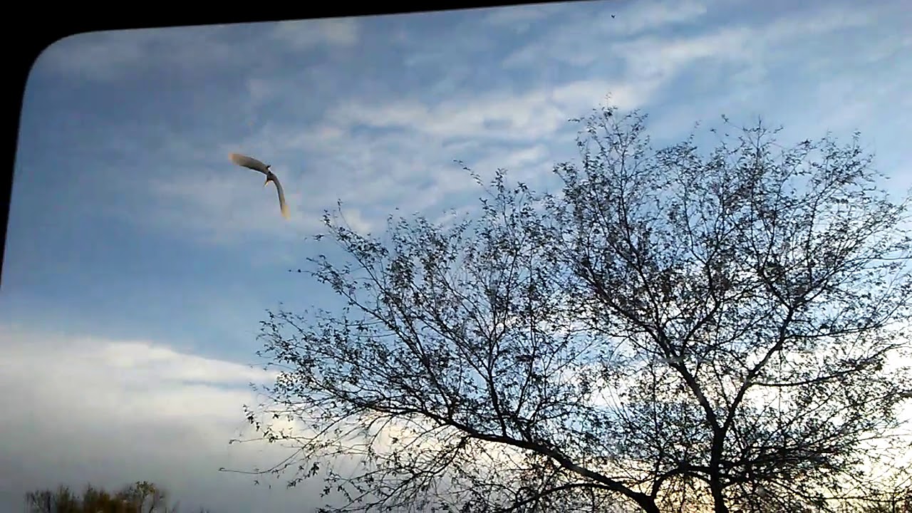 Another morning from my window watching Birds - YouTube