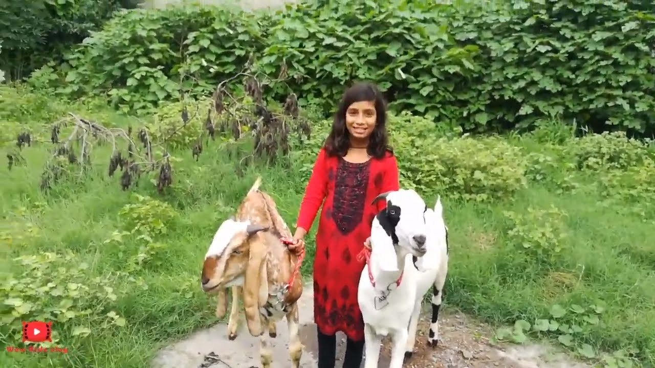 poem for kids, kids and goat, poem with action, - Wow Kidz vlog - YouTube