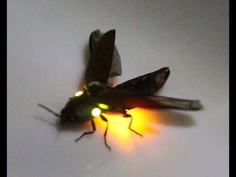 세상에서 가장 밝은 빛을 내는 곤충이 드디어 우화했습니다 (불딱정벌레 / pyrophorus noctilucus) - YouTube