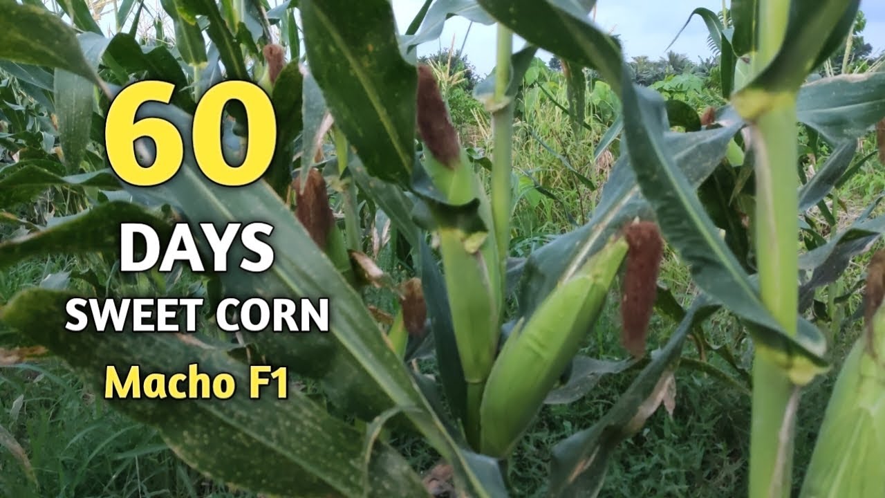 INCOME Malapit na | Growing Sweet Corn #maize #corn #mais #farming # ...