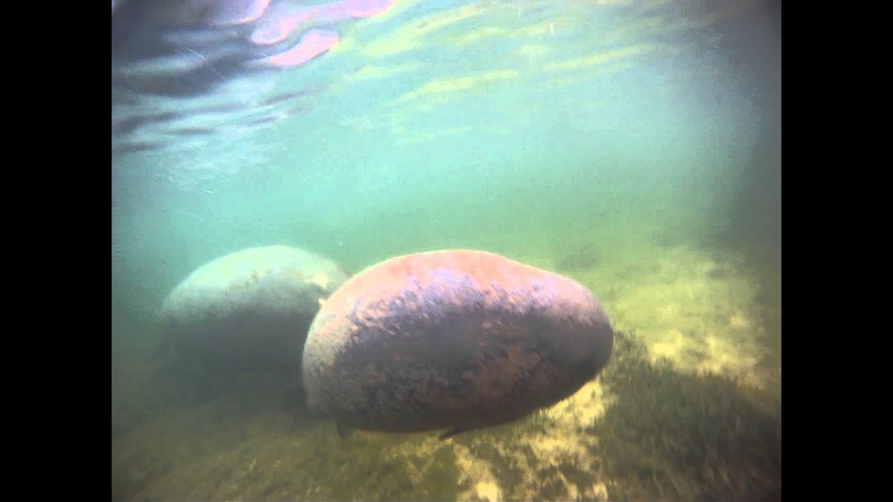 Manatees - Tavernier (Key Largo) - Part 1 - YouTube