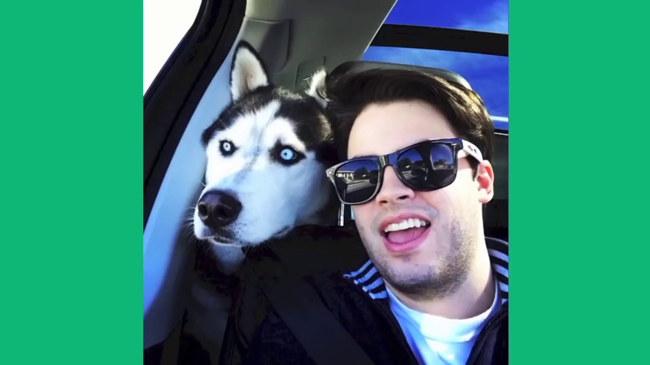 BEST DOG VINES TRY NOT TO LAUGH DOG EDITION - YouTube