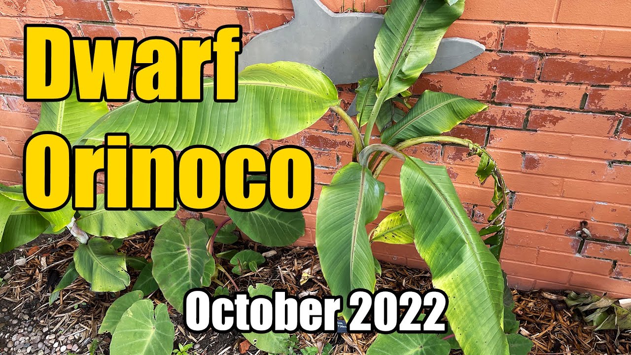 Dwarf Orinoco Banana Update - October 2022 - YouTube