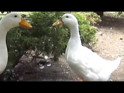 Some Ducks Having A Important Conversation.. - YouTube