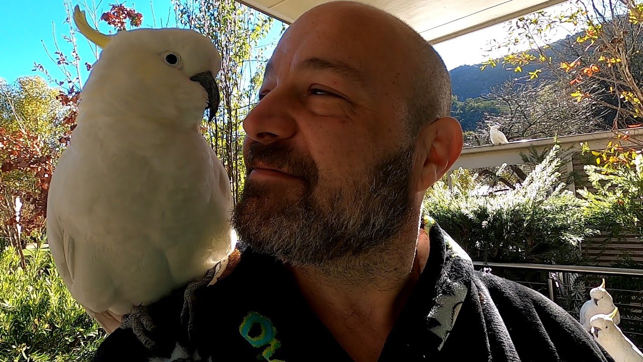 The friendliest wild Cockatoos in the world - YouTube