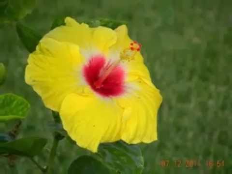 Beautiful Joba Ful - YouTube