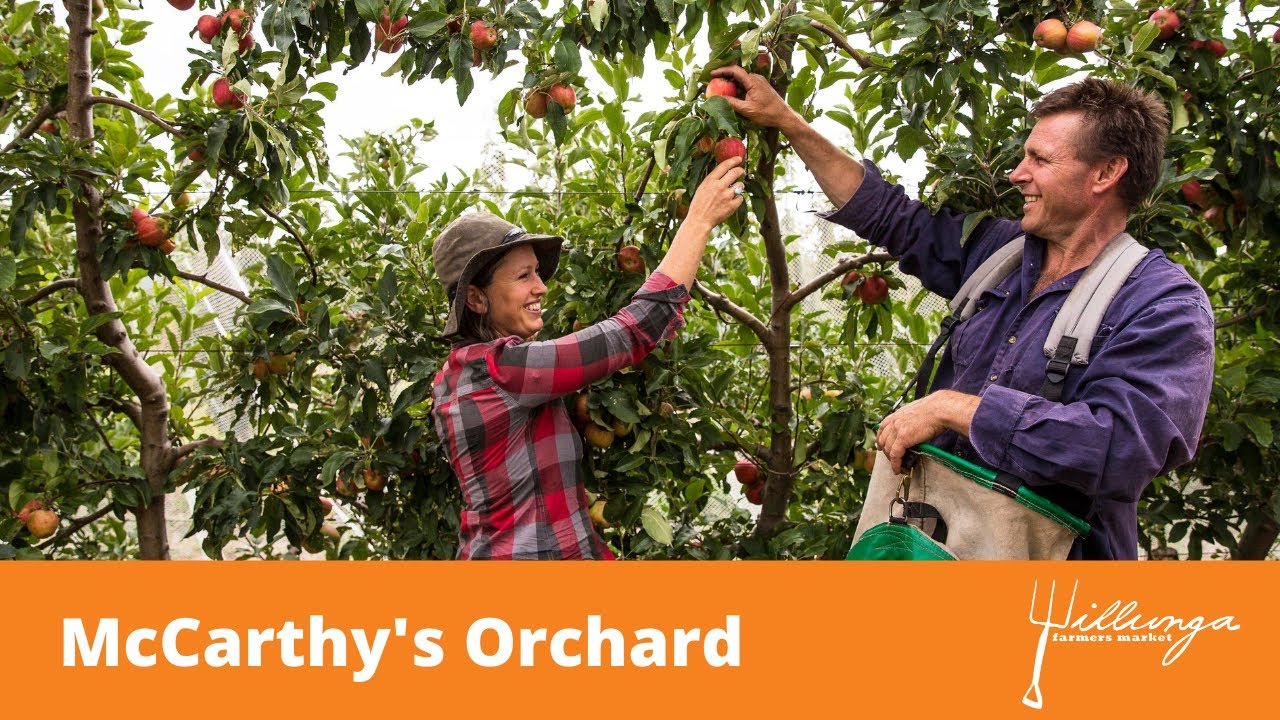 Meet the Farmer - McCarthy's Orchards, McLaren Vale - YouTube