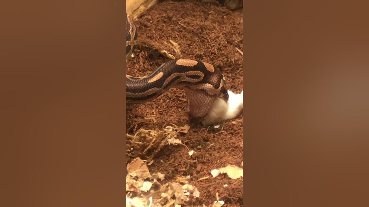 BALL PYTHON LIVE FEEDING - YouTube
