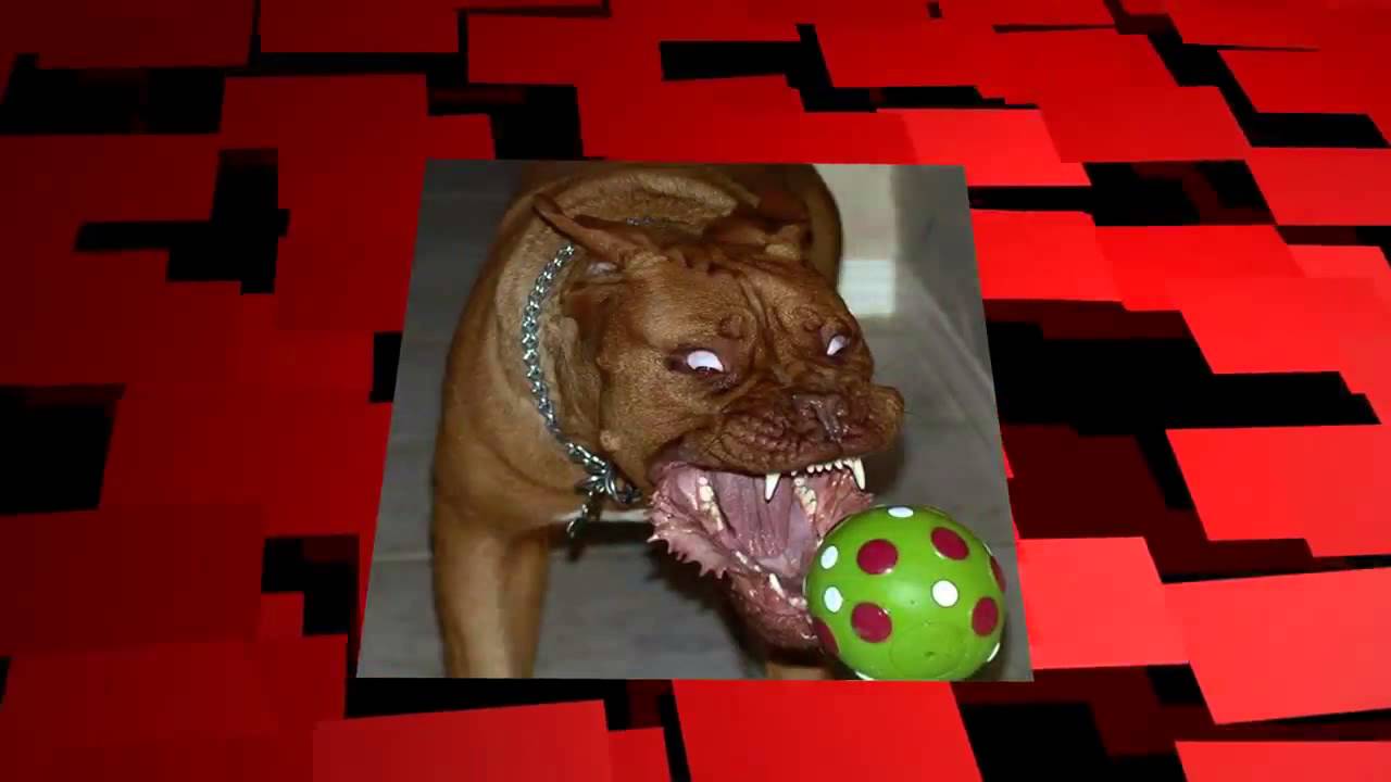 TOP 5 CREEPY DOGS - YouTube