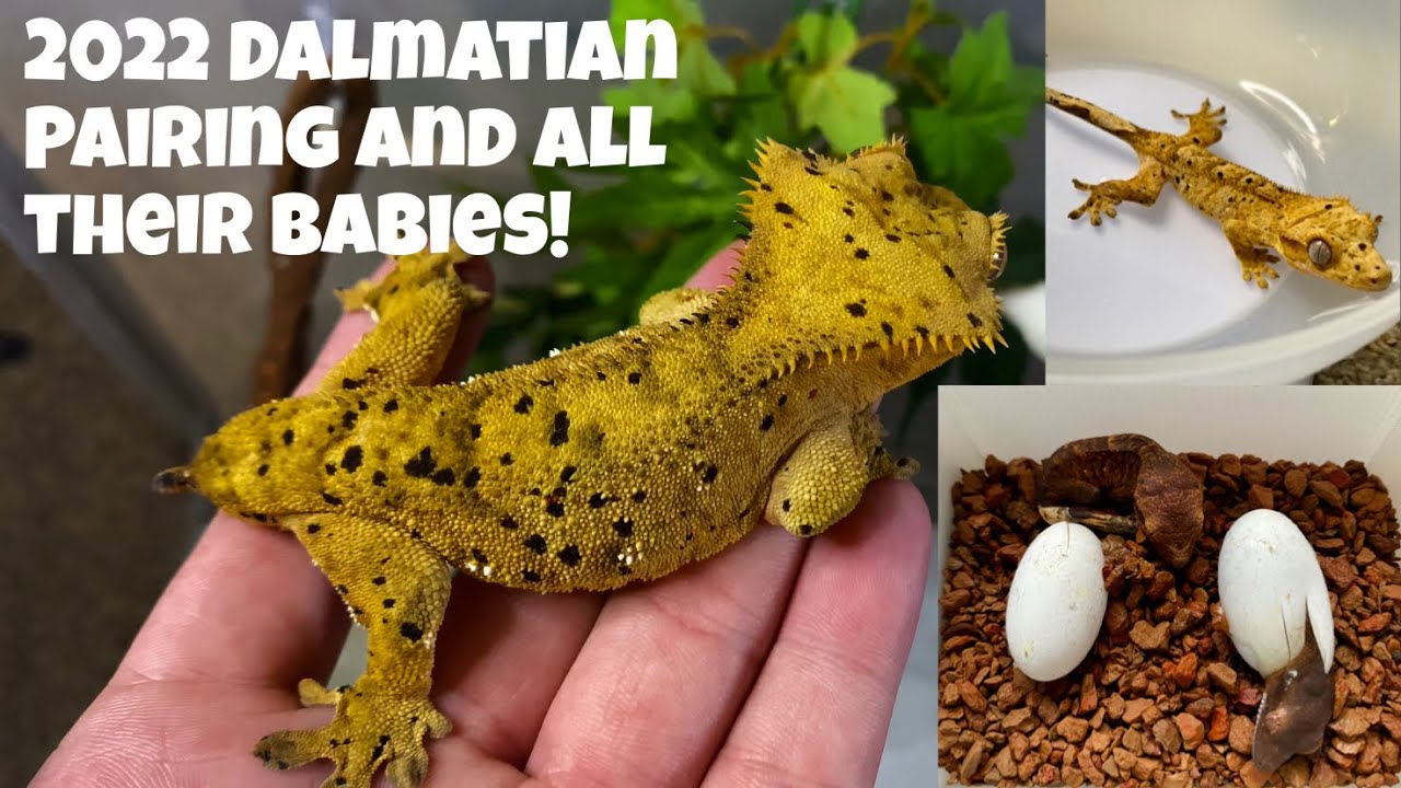 2022 Dalmatian Crested Gecko Pairing & THEIR BABIES!! - YouTube