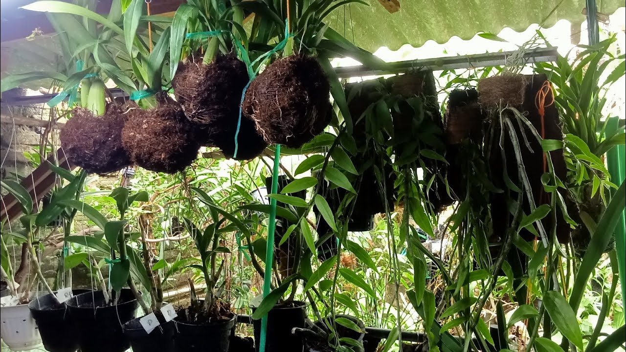 JUAL ANGGREK RAWATAN RUMAHAN || 0895 2379 3309 || TULUNGAGUNG - YouTube