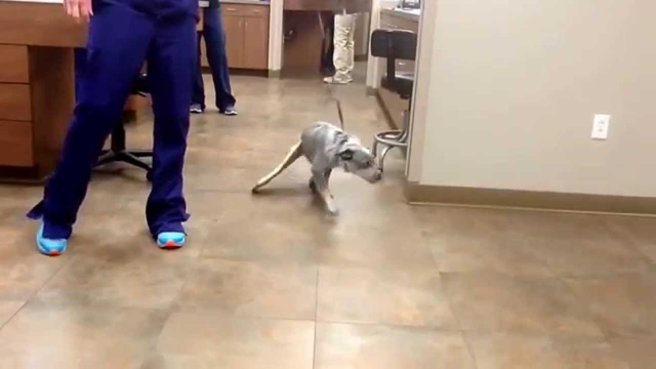 There are better options for fracture repair than old Thomas splints ...