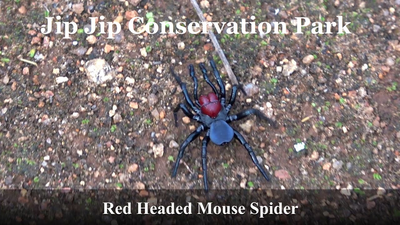 Red Headed Mouse Spider - Jip Jip Conservation Park, South Australia ...
