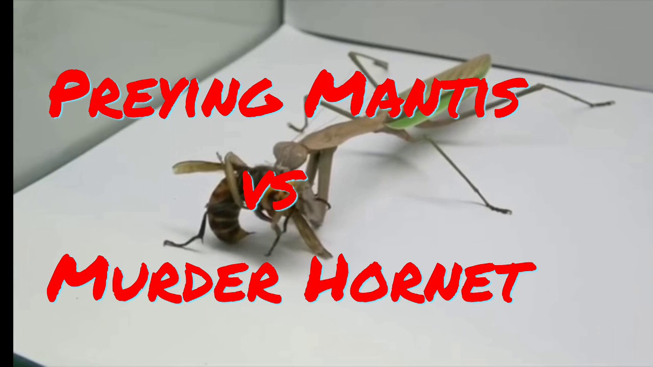Preying Mantis vs Murder Hornet | Insect Fights | The Killer Hornet ...