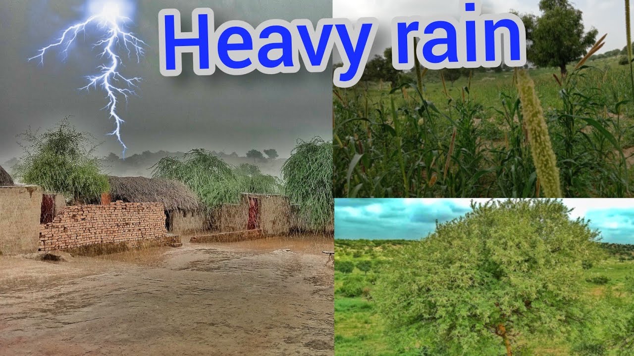 Rain in Tharparkar, and prosperity after rain || Heavy rain ...