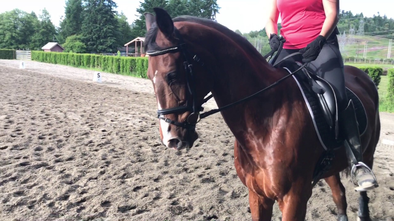 June 13th Dressage Lesson - YouTube