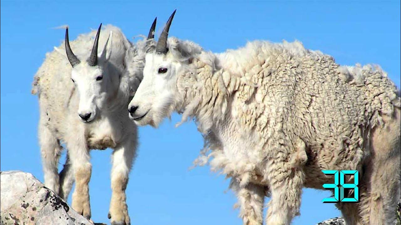 Parsha in 60 Seconds Presents Achrei Mot - YouTube