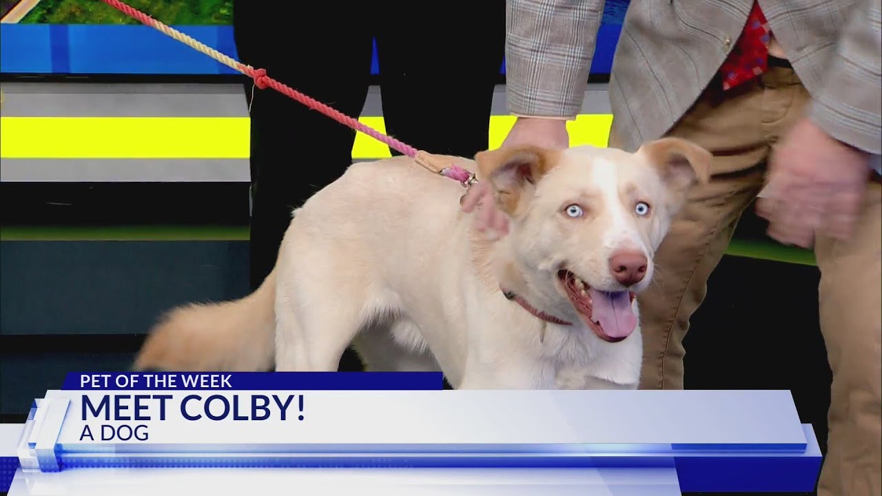 Pet of the Week: Meet Colby! - YouTube