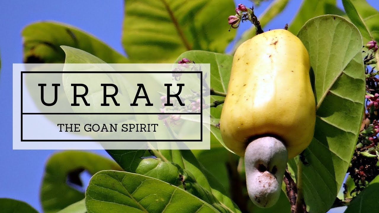 Jungle Juice (Urrak) - The Goan Spirit - YouTube