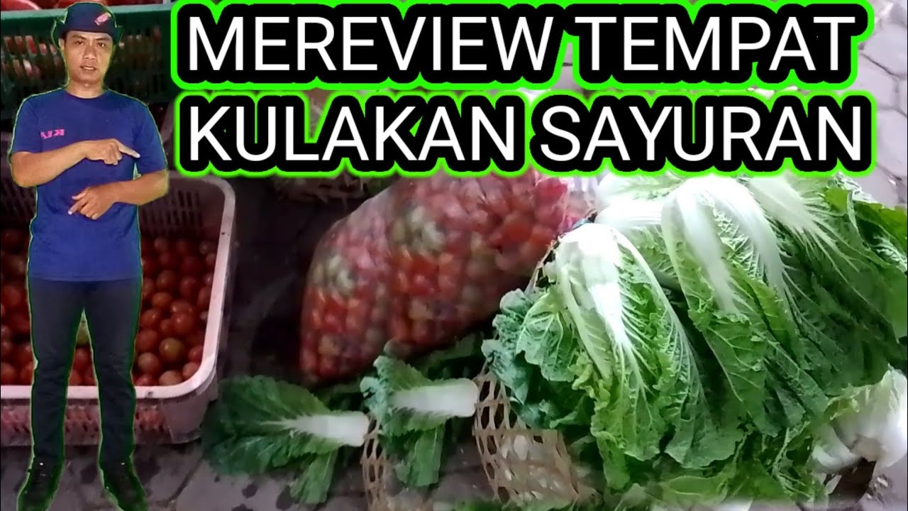 MEREVIEW TEMPAT KULAKAN SAYUR!!! USAHA SAYURAN PACKING & usaha modal ...