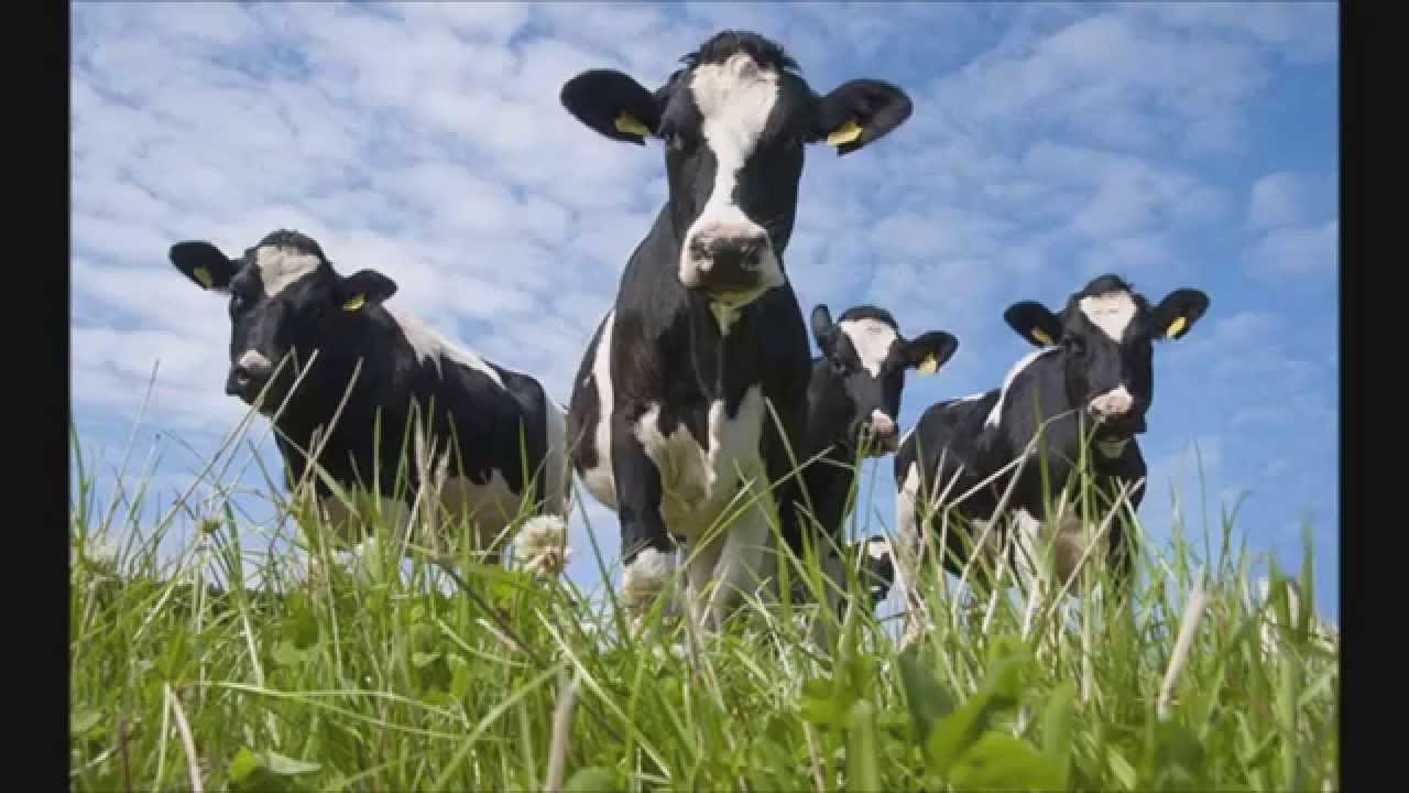 The use of BST in dairy cattle - YouTube
