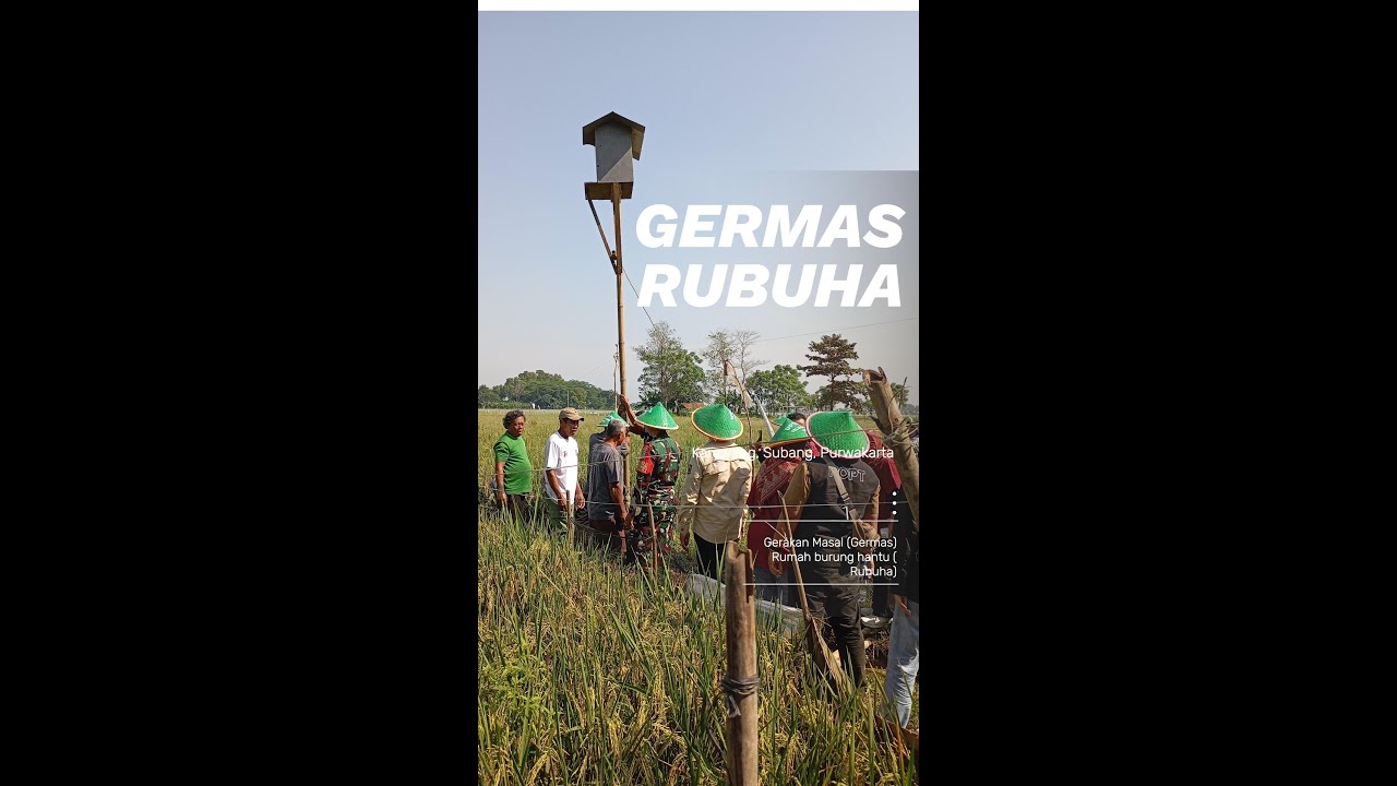 Germas Rubuha (Gerakan Masal Rumah Burung Hatu) - YouTube
