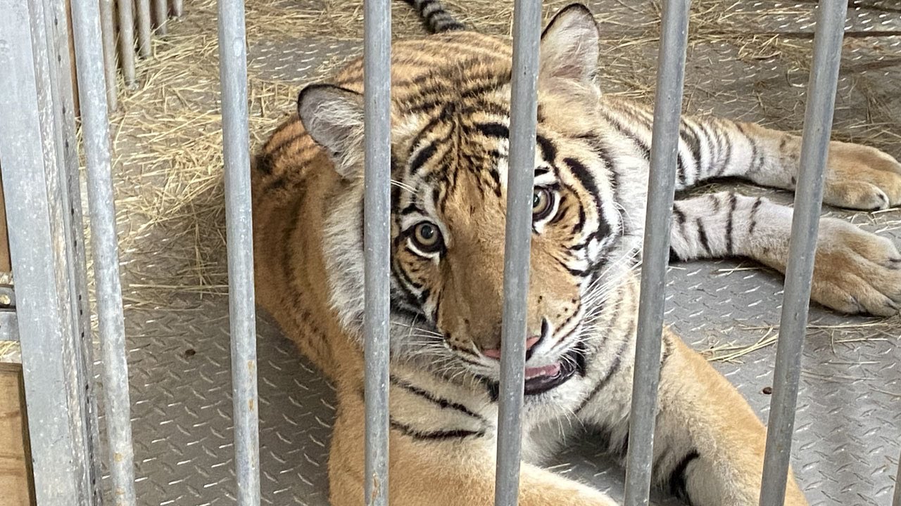 Missing Houston tiger found safe, transported to sanctuary - YouTube