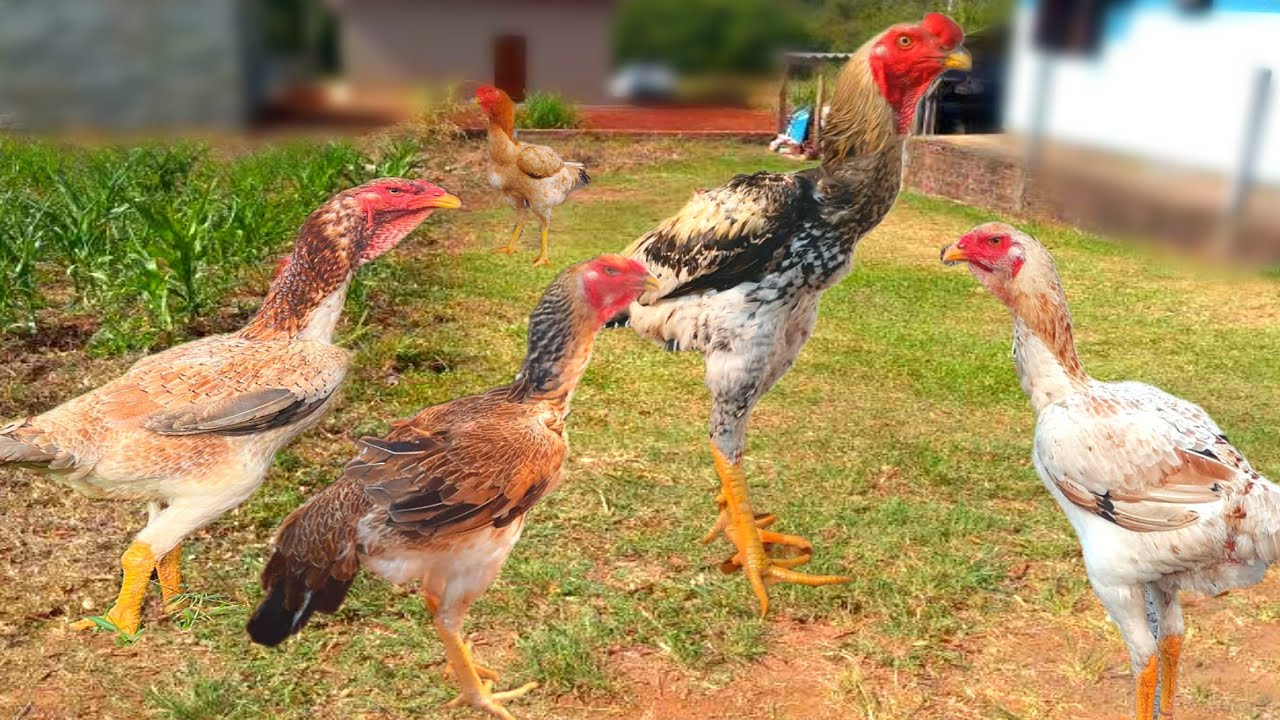 galinha indio gigante preço atualizado, novas mudanças vem ai,# ...
