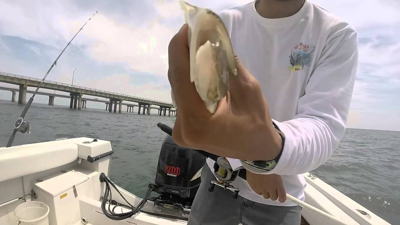 Cobia Hunting at CBBT - YouTube