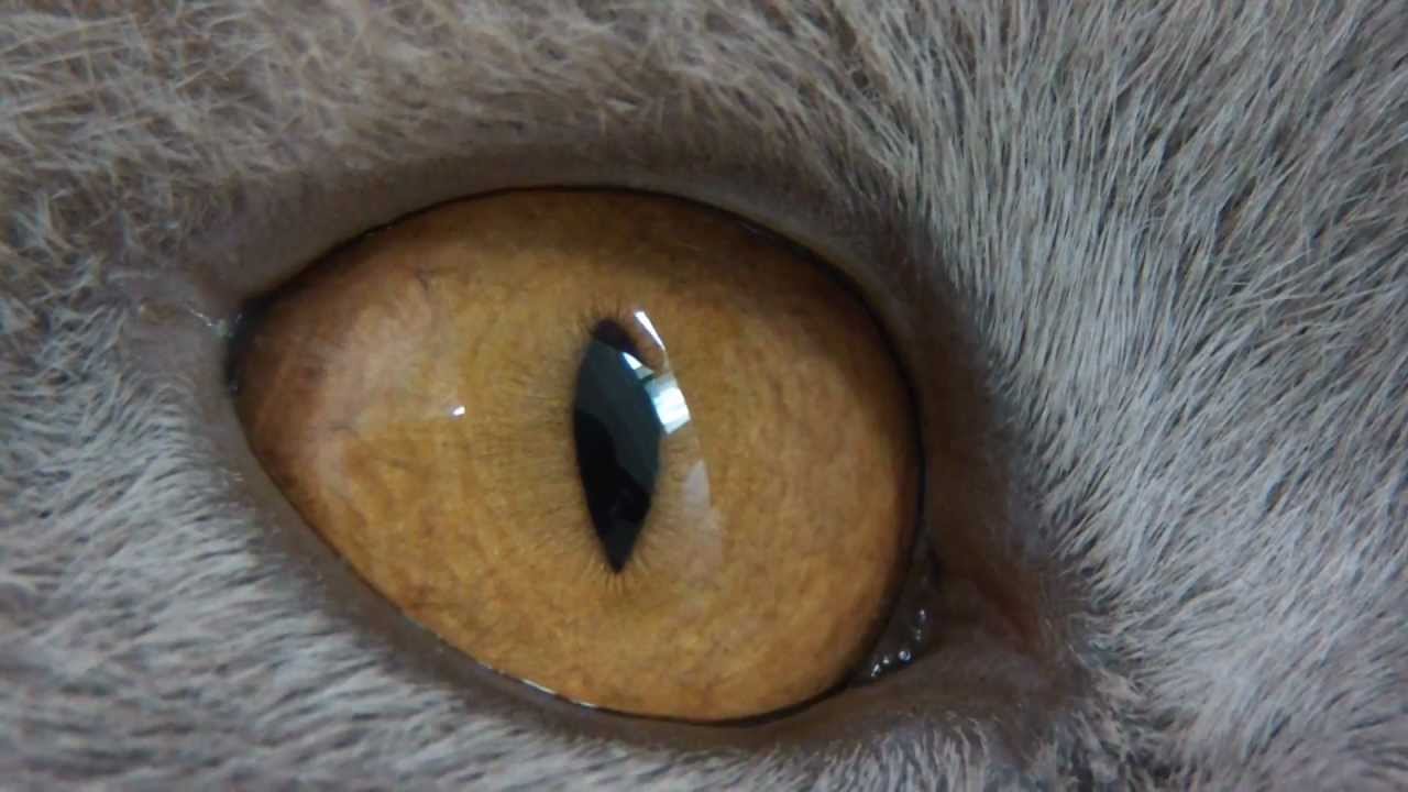 Ruby Cat - Reality Series #7 - The Close Up - YouTube