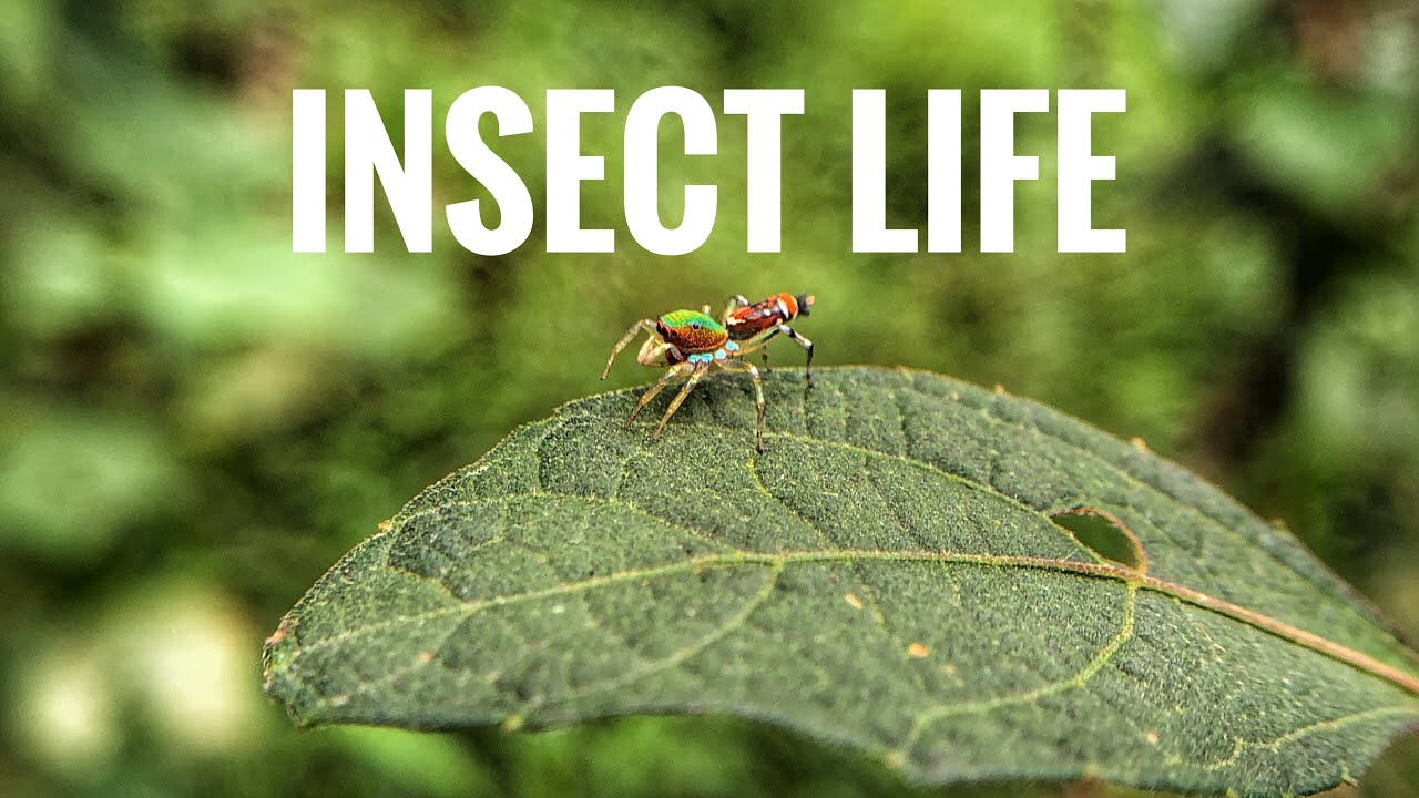 ASMR | INSECT LIFE IN THE FOREST 4K UHD - YouTube