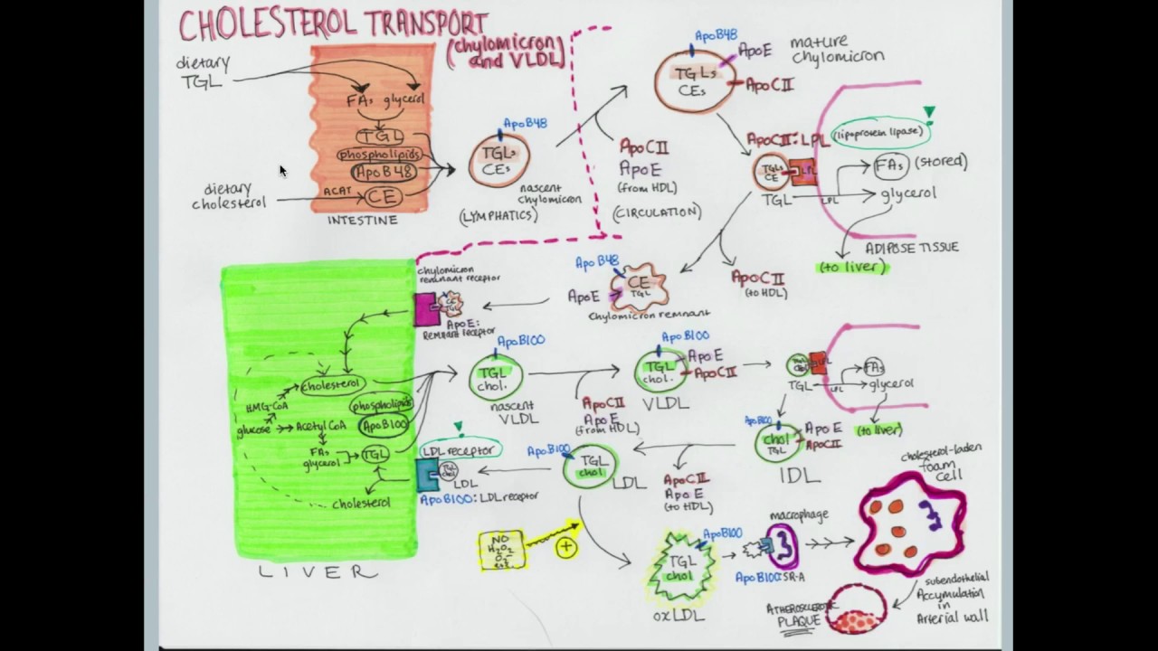 Hereditary Disorders of Lipid Metabolism - CRASH! Medical Review Series ...