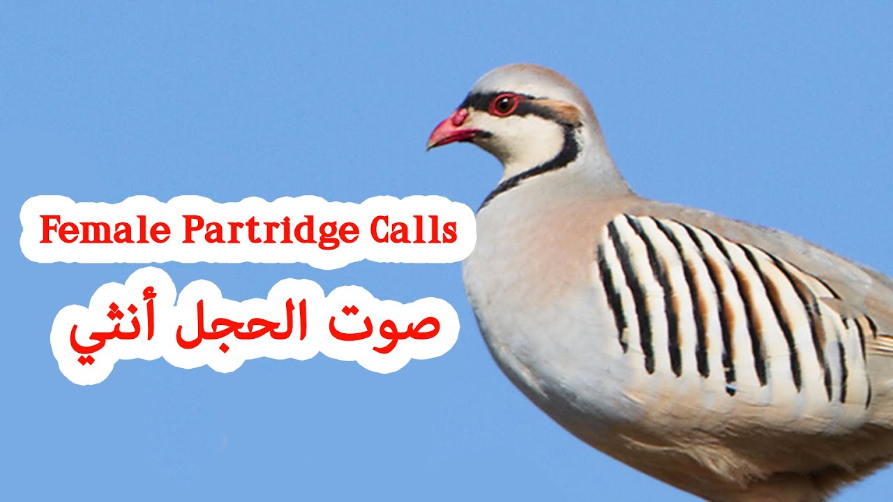 Female Chukar Partridge call - صوت الحجل أنثي - صدای کبک ماده - YouTube