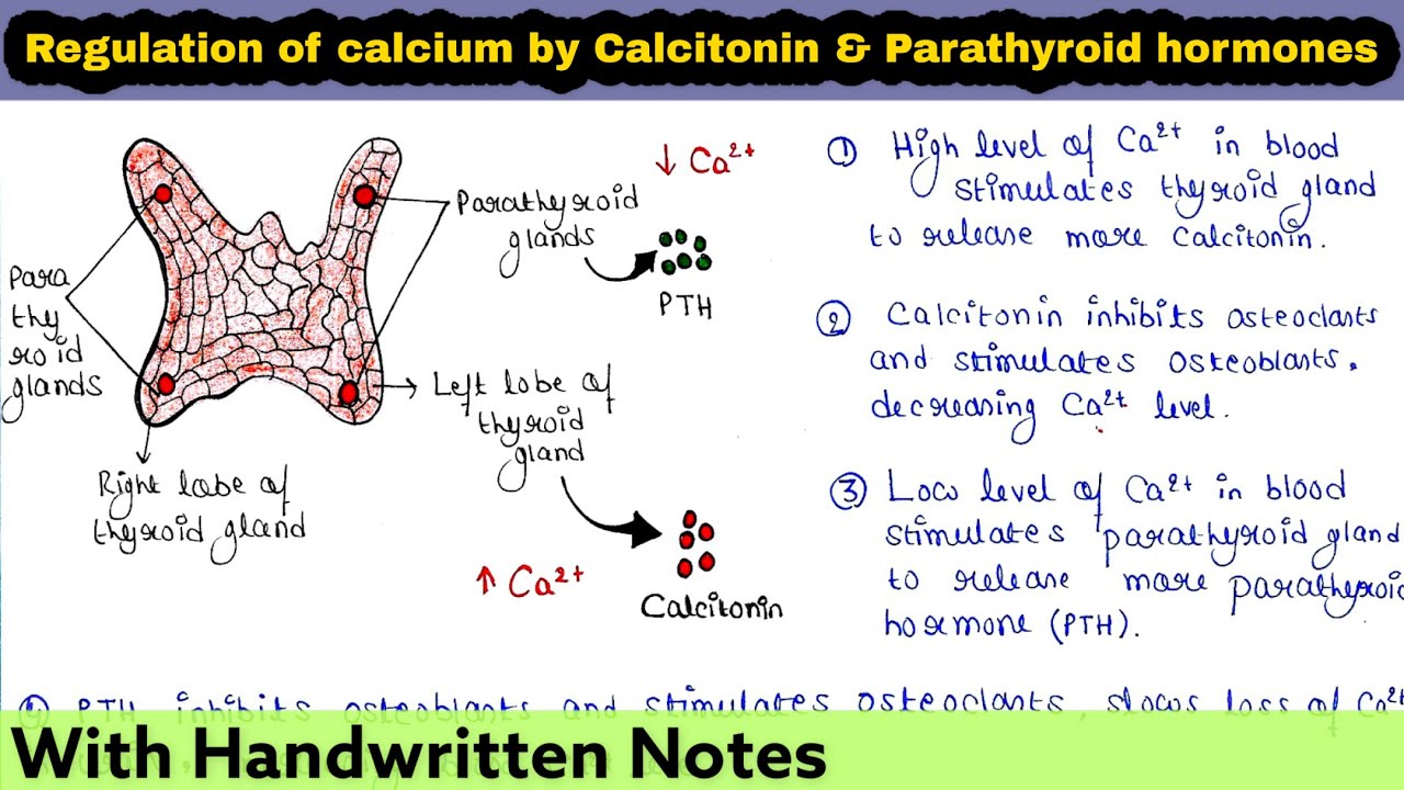 Parathyroid Hormone Calcitonin