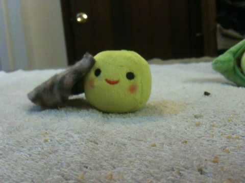 Parrotlet Peek-A-Boo Pea (three peas in a pod pea) - YouTube