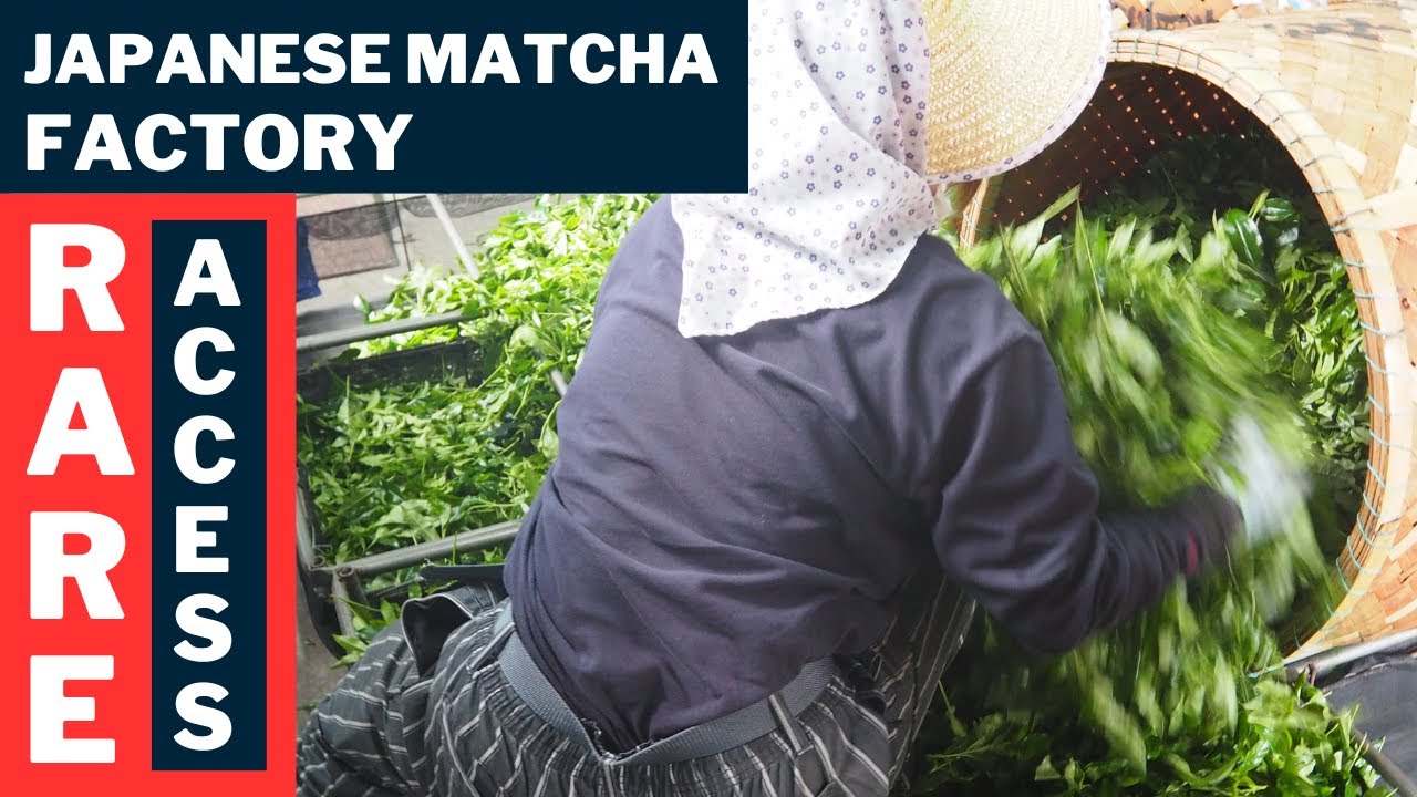 RARE ACCESS Footage Of Our Uji Matcha Production Process YouTube rare-access-footage-of-our-uji-matcha-production-process-youtube