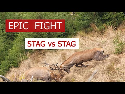 EPIC battle between stags (with in depth review in slow motion) - YouTube