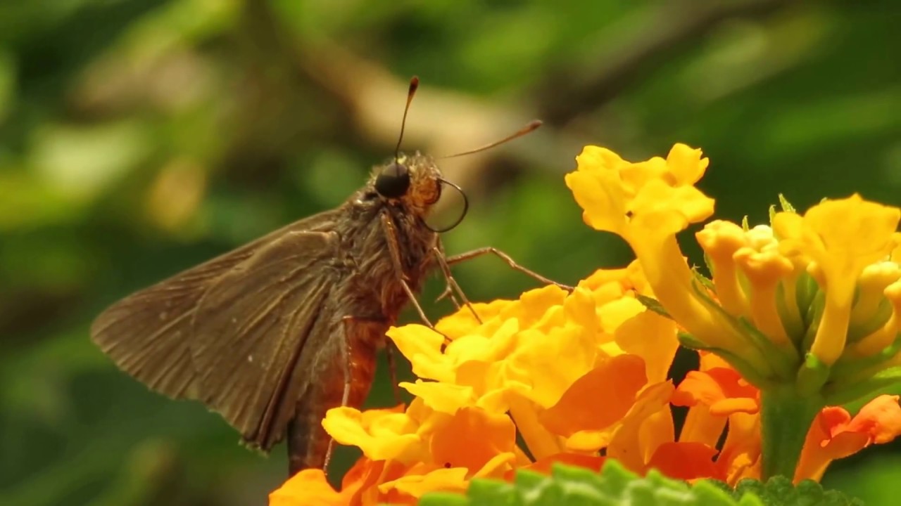 proboscis of butterfly - YouTube