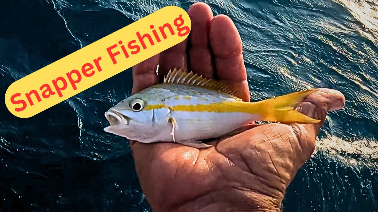 Key Largo Patch Reef Fishing Yellowtail Snapper Mutton Snapper, Black ...