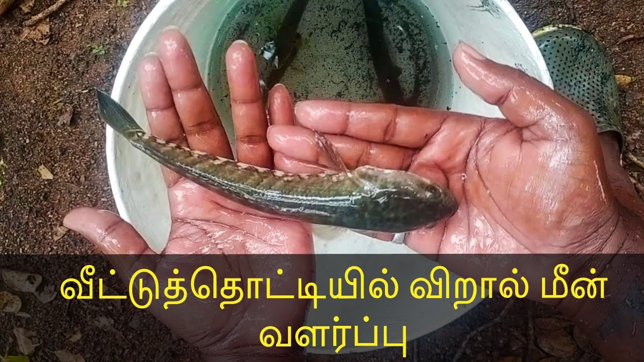 06- veetu thotiyil viral meen valarpu - YouTube